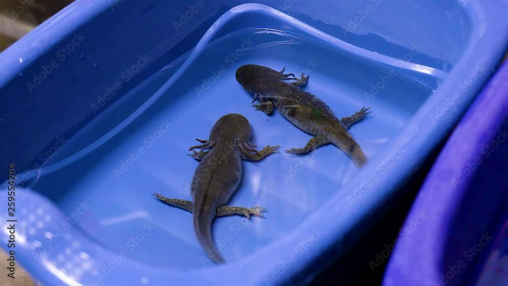 Axolotl swimming in water tank Stock Video | Adobe Stock