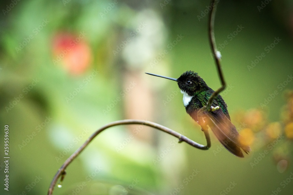 Collared inca sitting on branch, hummingbird from mountains, Colombia ...