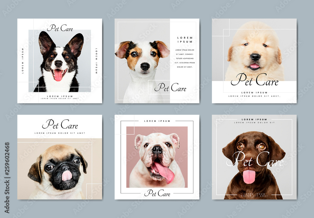 Social Media Post Layouts with Animal Photo Placeholders Stock Template ...