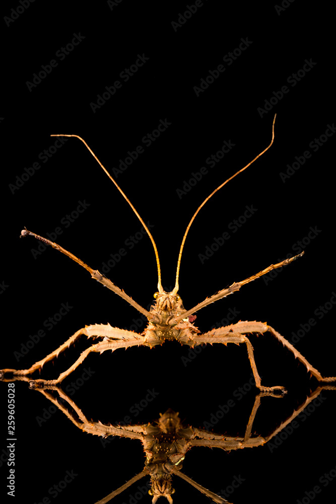 Giant jungle nymph male (Heteropteryx dilatata) also known as Malaysian ...