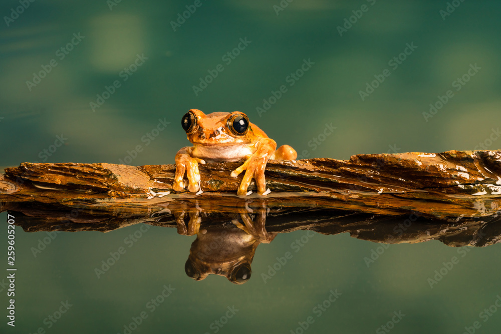 Peacock tree frog (Leptopelis vermiculatus) also known as Amani forest ...