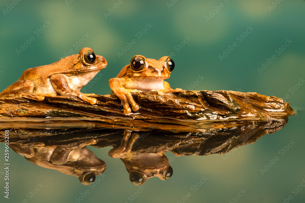Two Peacock tree frogs (Leptopelis vermiculatus) also known as Amani ...