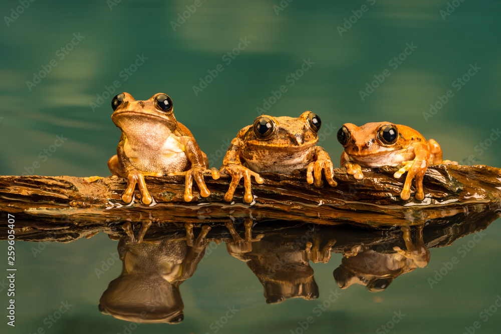 Three Peacock tree frogs (Leptopelis vermiculatus) also known as Amani ...