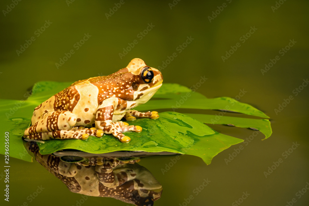 Amazon milk frog (Trachycephalus resinifictrix) is a large species of ...