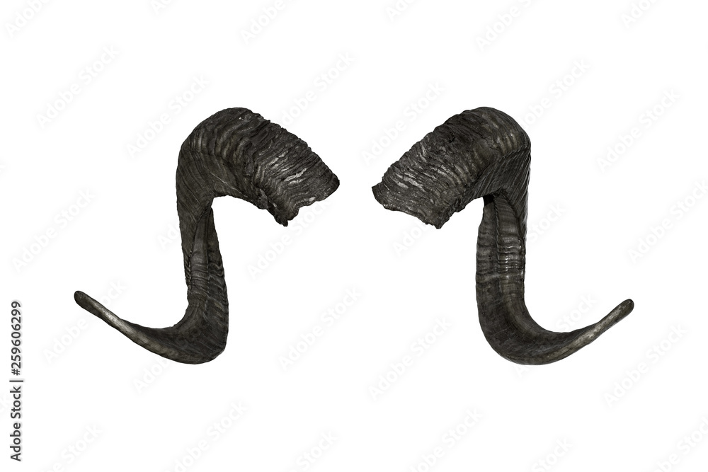 Goat horns isolated on white background. High resolution Stock Photo ...