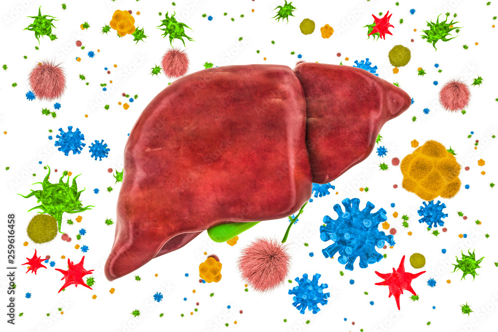 Liver with viruses and bacteria. Liver or gallbladder disease concept ...