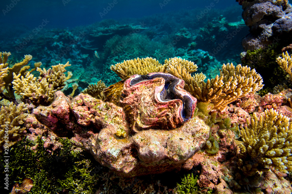 Coral reefs, some of the most pristine in the world. Palmyra Atoll ...