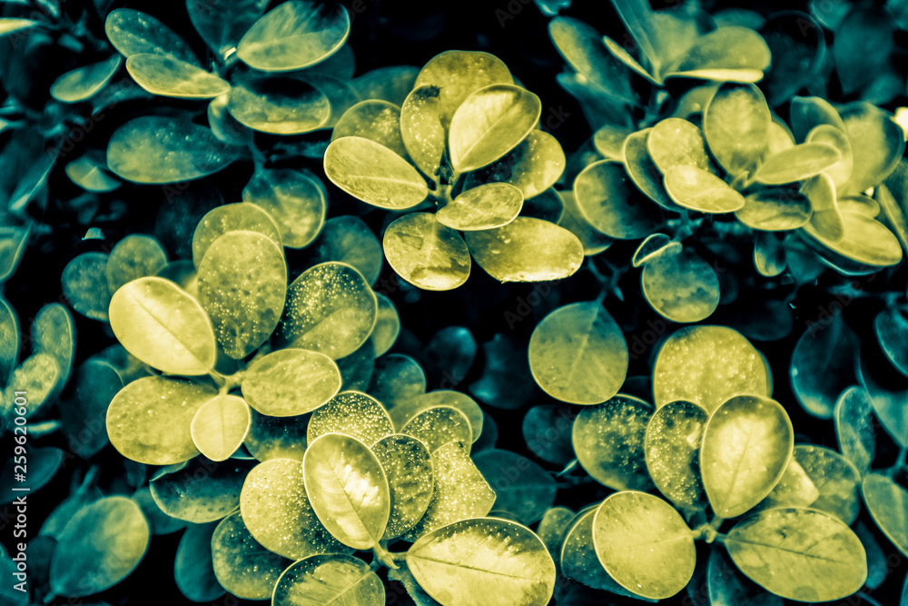 Beautiful green tree, plants, forest and flowers in the outdoor gardens ...