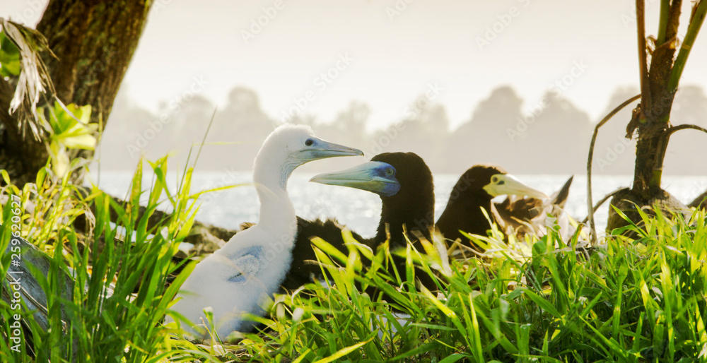 Juvenile and adult brown boobies. Palmyra Atoll National Wildlife ...
