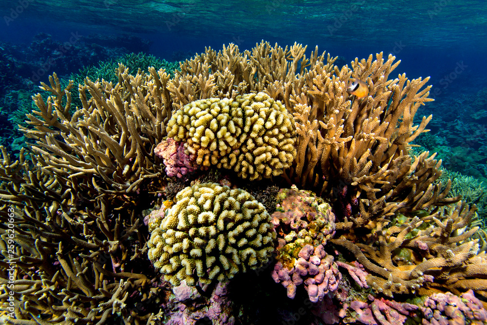 Coral reefs, some of the most pristine in the world. Palmyra Atoll ...