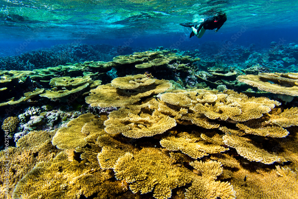 Coral reefs, some of the most pristine in the world. Palmyra Atoll ...