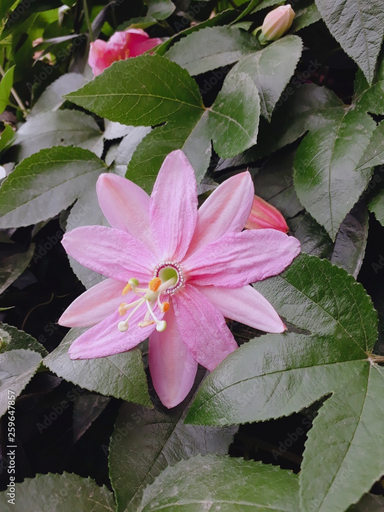 Flor rosada del taxo con fondo de hojas verdes Stock Photo | Adobe Stock