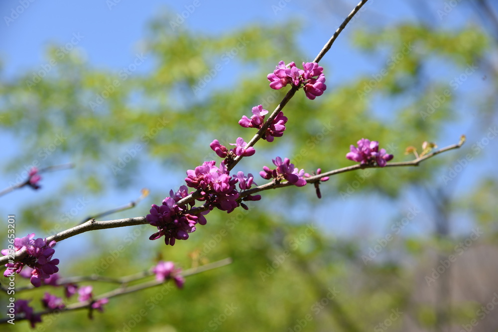 Cercis chinensis (Chinese redbud) Stock Photo | Adobe Stock