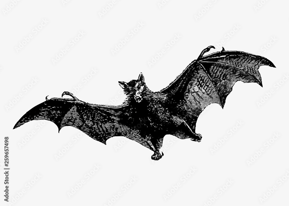 Flying bat vintage drawing Stock Vector | Adobe Stock