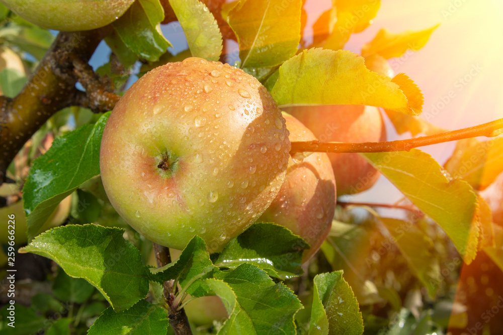 large ripe apples clusters hanging heap on a tree branch in an intense ...