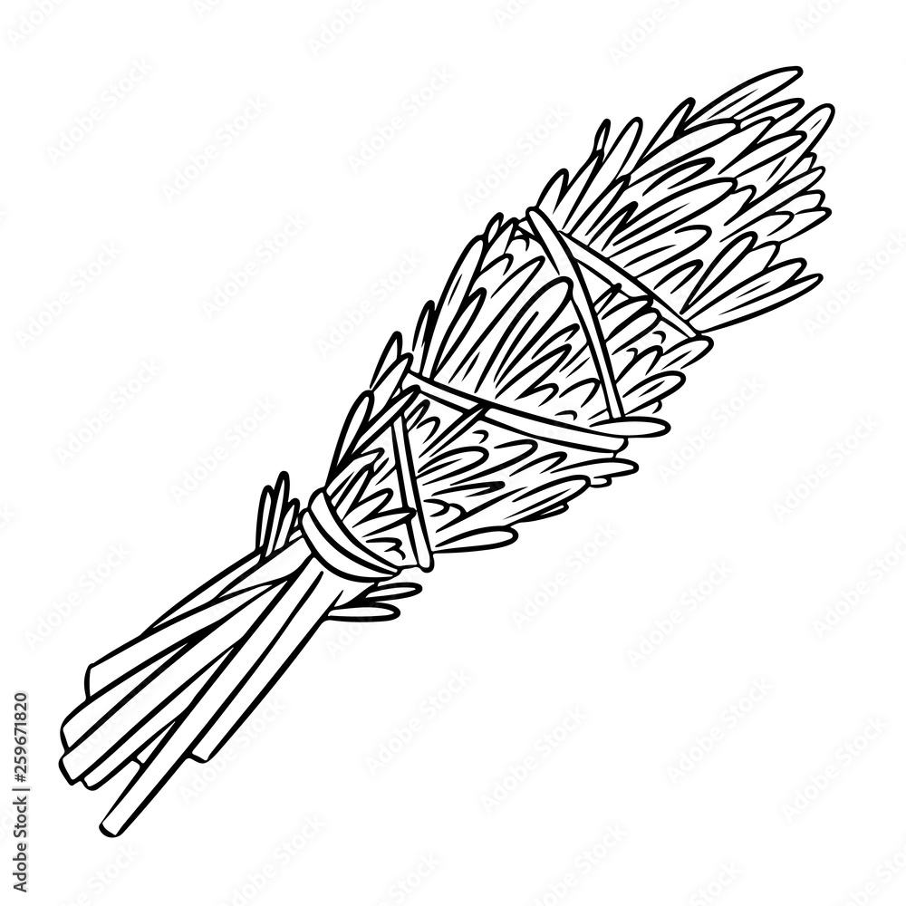 Sage smudge stick hand-drawn doodle isolated illustration. Rosemary ...