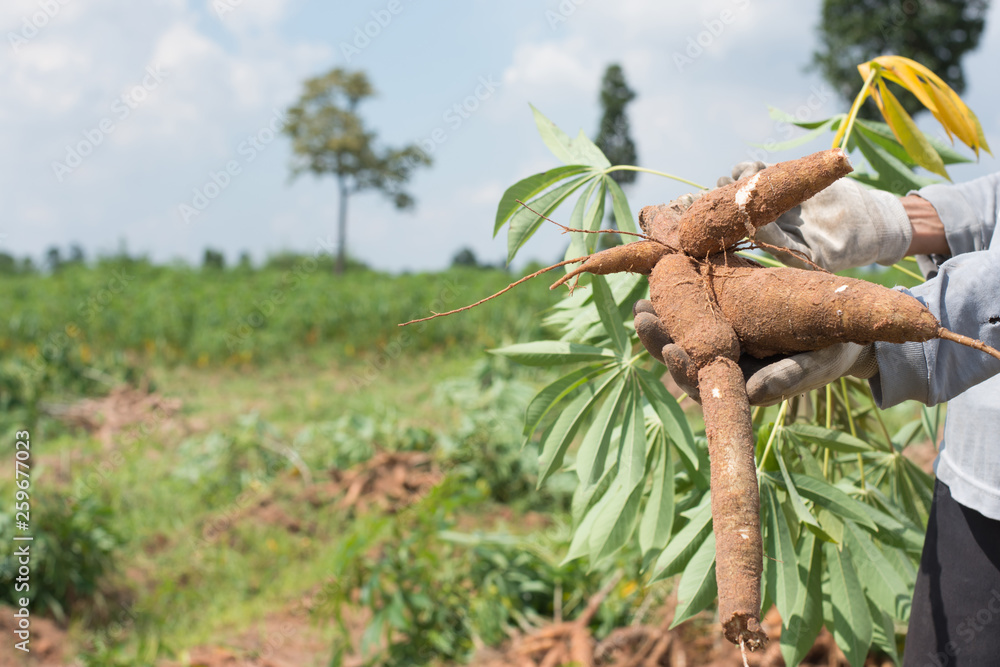 Khonkaen,Thailand-June 1,2018:Farmer ้harvest cassava in farmland ...