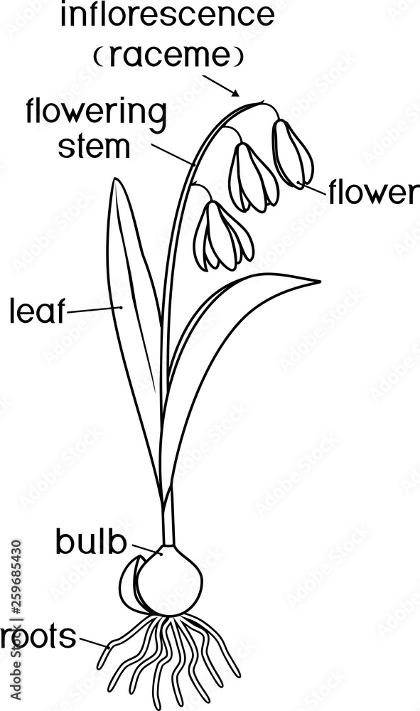 Flower With Roots Coloring Page