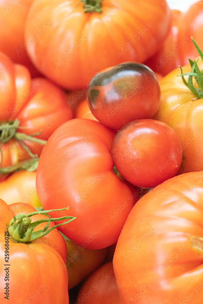 Récolte de tomates bio et gourmandes différentes par la forme et la ...