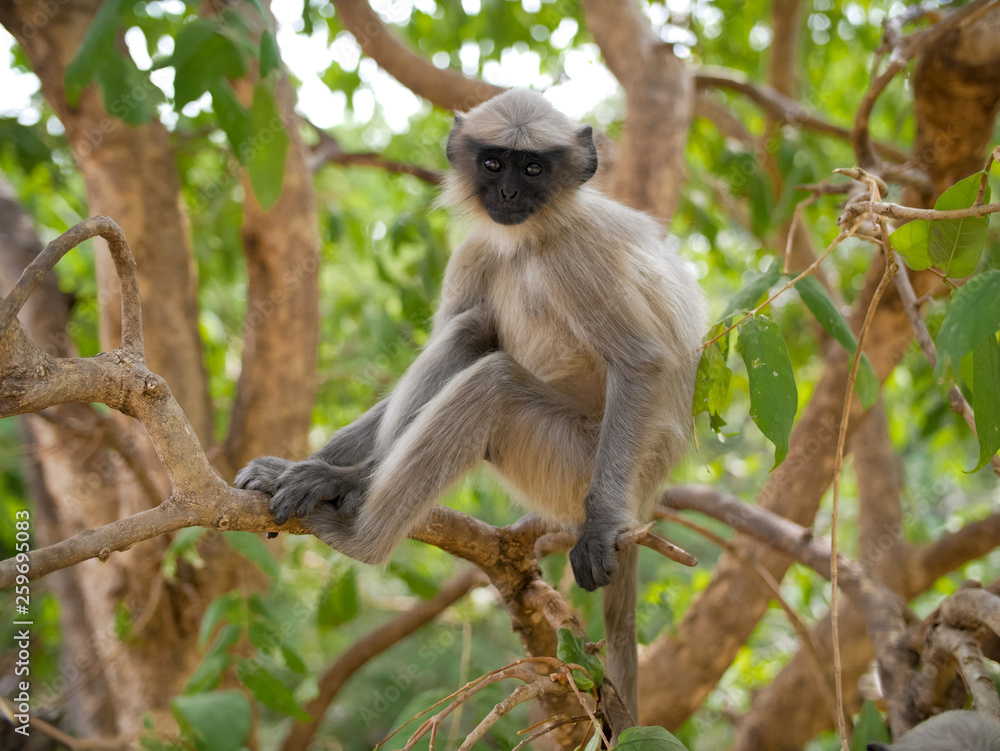 Monkey langur Stock Photo | Adobe Stock