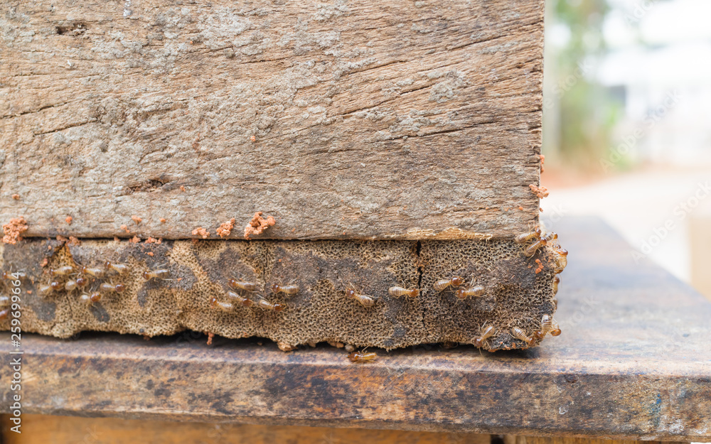 Close up termites or white ants, Termites are eusocial insects that are ...
