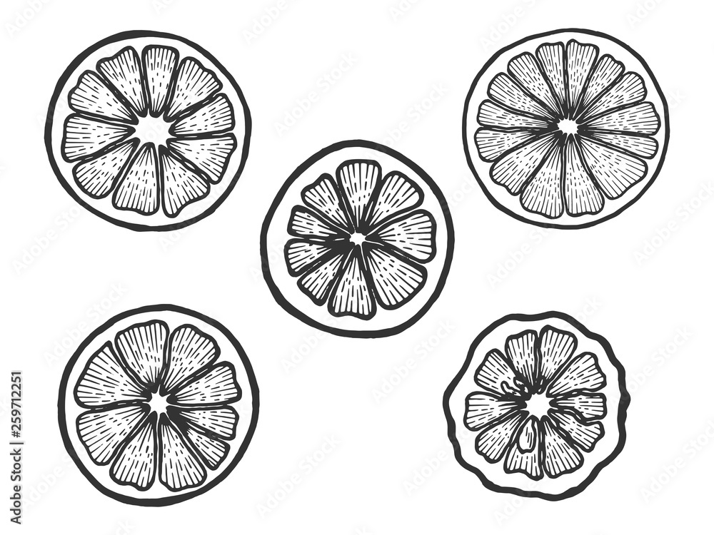 Citrus exotic fruits slice set sketch engraving vector illustration ...