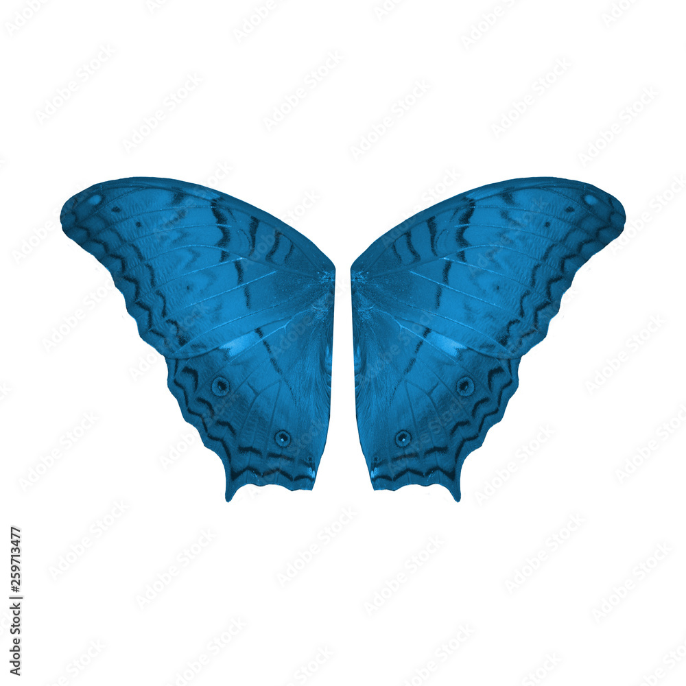 Blue butterfly wings isolated on white background Stock Photo | Adobe Stock