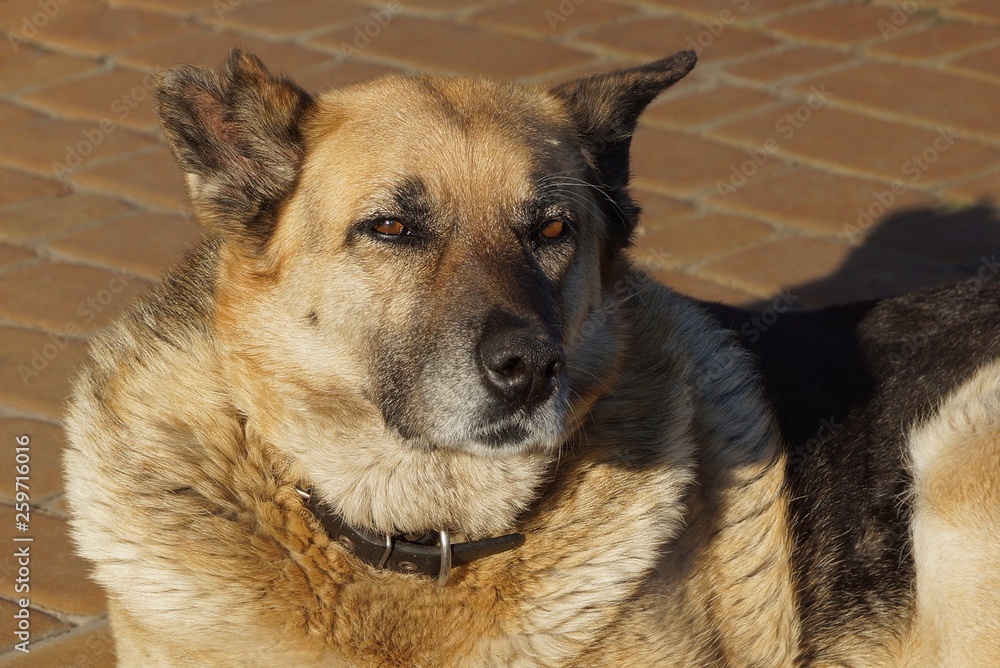 Brown Sheprador