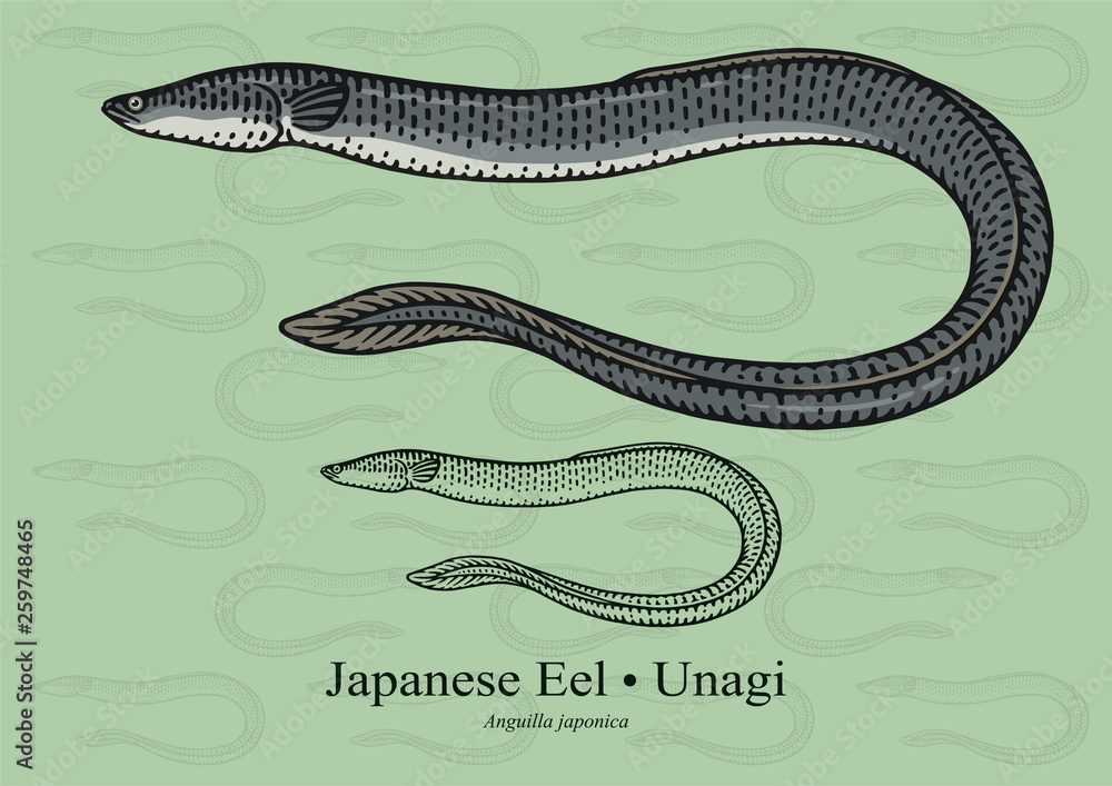 Japanese Eel. Vector illustration with refined details and optimized ...