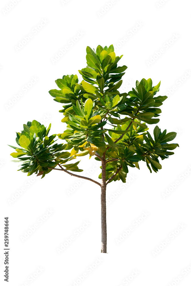 Young or seedling tree Avicennia alba plants used to grow in the ...