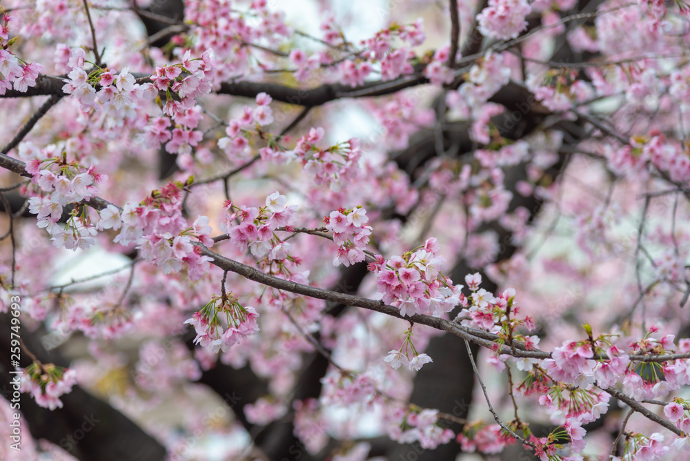 Sakura (Cherry Blossom) blooming in spring around Ueno Park in Tokyo ...
