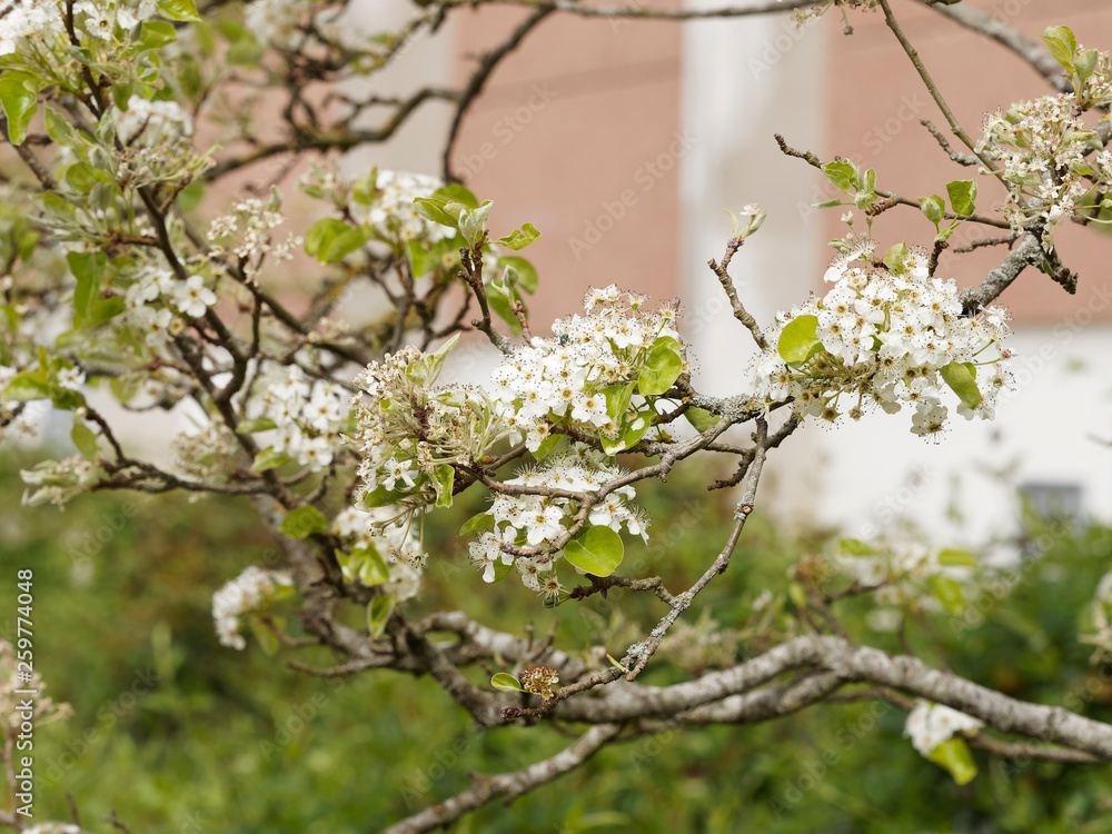 Pyrus calleryana - Poirier de Chine ou poirier d'ornement à fleurs ...