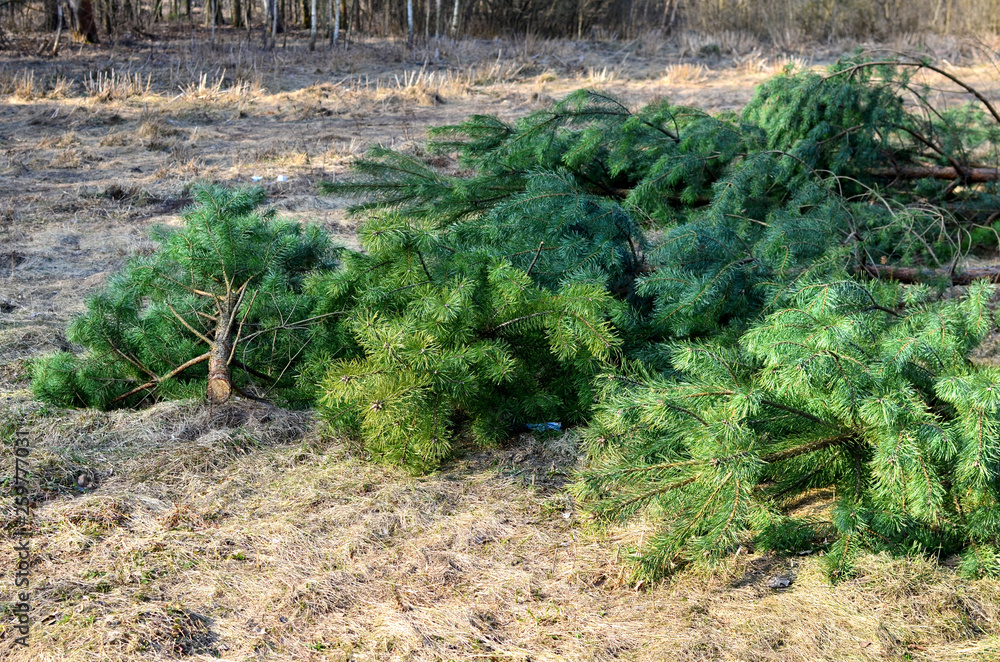 Illegal deforestation, destruction of nature, global catastrophe, the ...