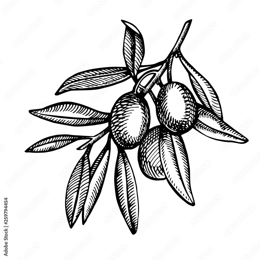 A branch of ripe olives is juicy poured with oil. Farmers market menu ...