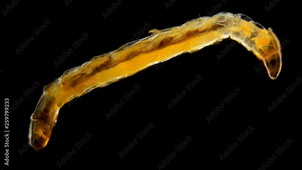 insect larva Worm-shaped, under a microscope, was found in moss, devoid ...