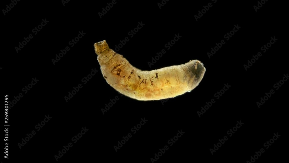 insect larva Worm-shaped, under a microscope, was found in moss, devoid ...