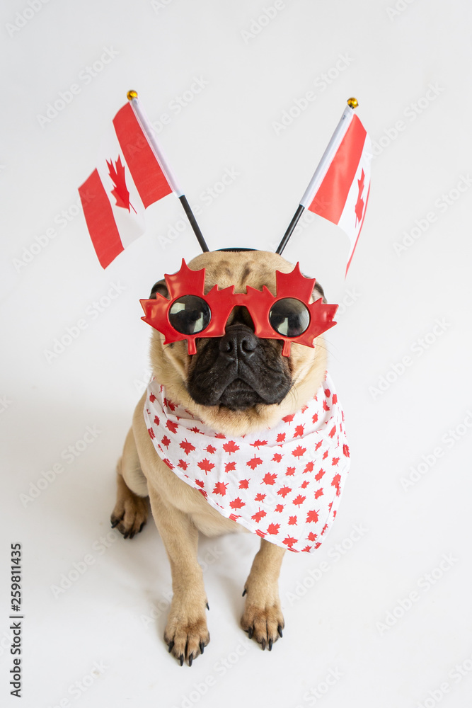 Cute pug dog wearing red maple leaf glasses and Canadian flags for ...