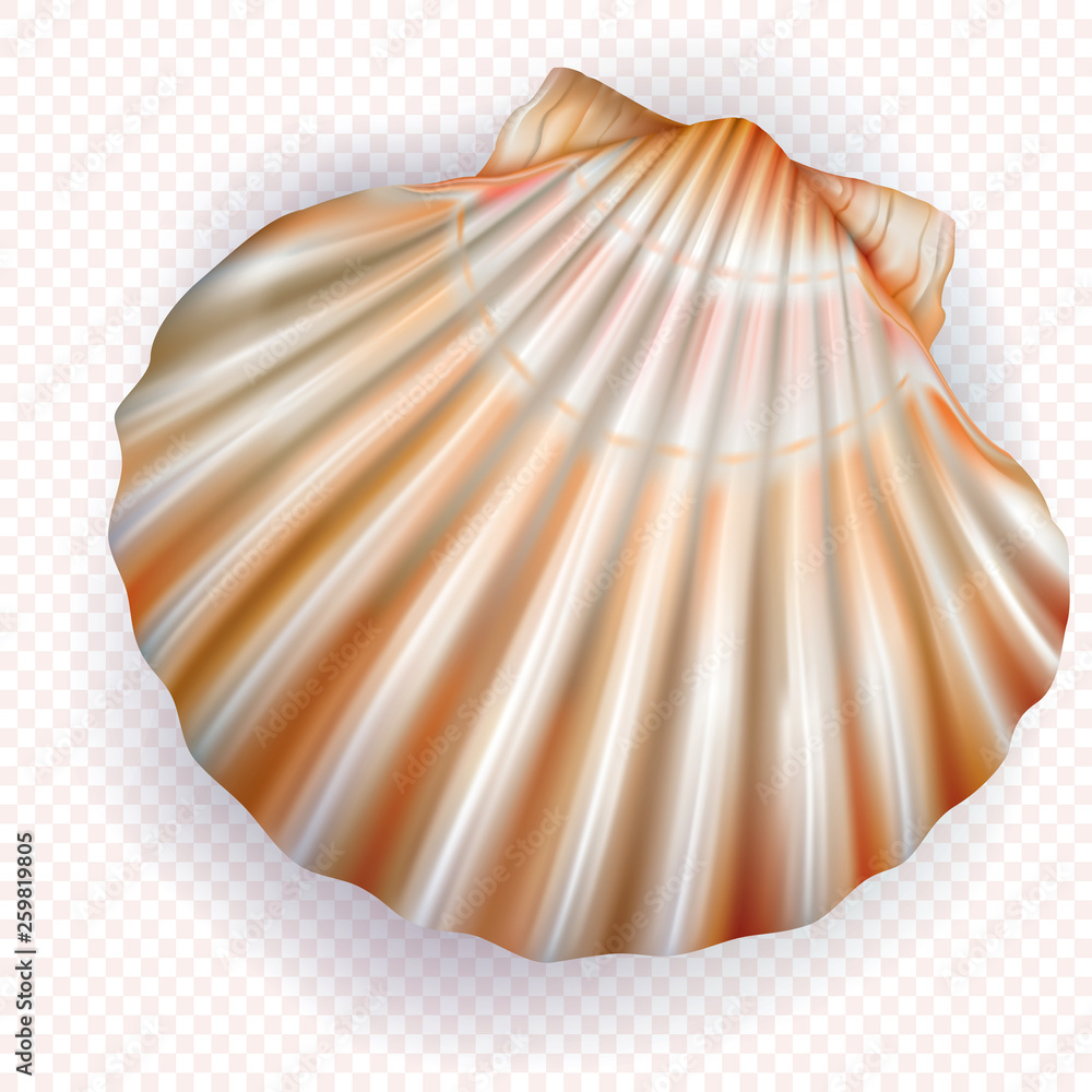 Scallop shell mollusk on a transparent background Stock Vector | Adobe ...