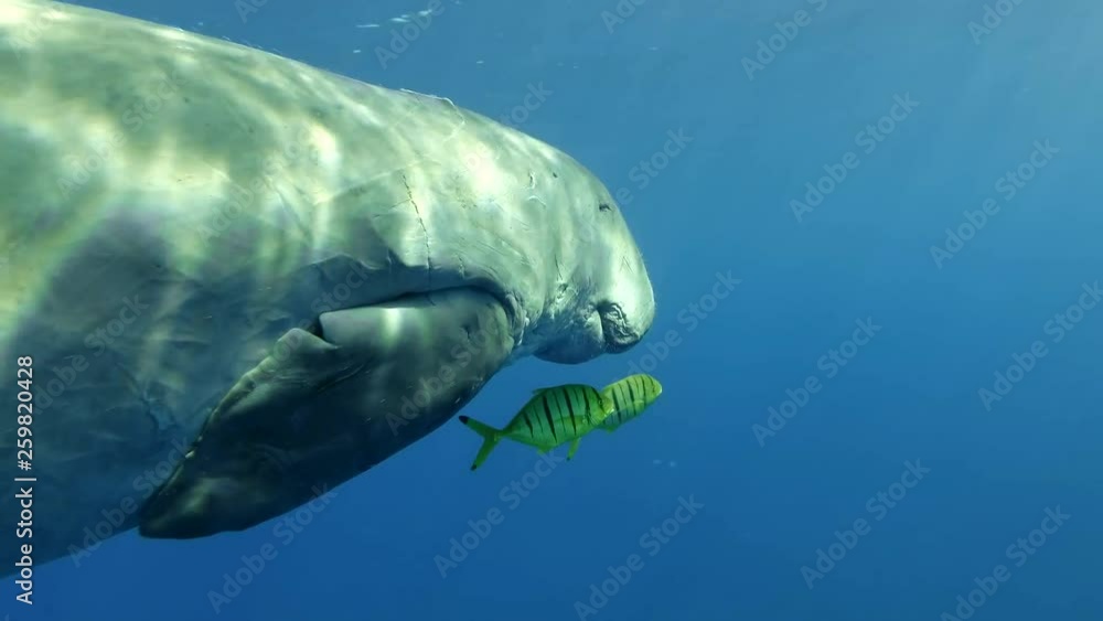Sea Cow (Dugong dugon) accompanied by two fish Golden Trevally ...