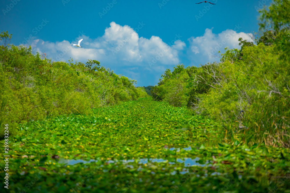 Everglades National Park. Swamps of Florida. Big Cypress National ...