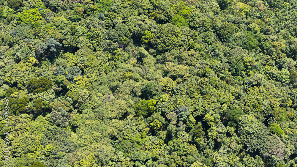 Textures of the rainforest from the height of flight Stock Photo ...