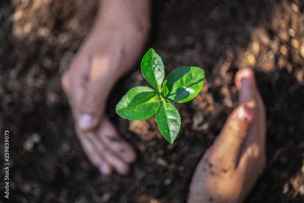 Youth hands Team work protecting sapling tree growing up and planting ...