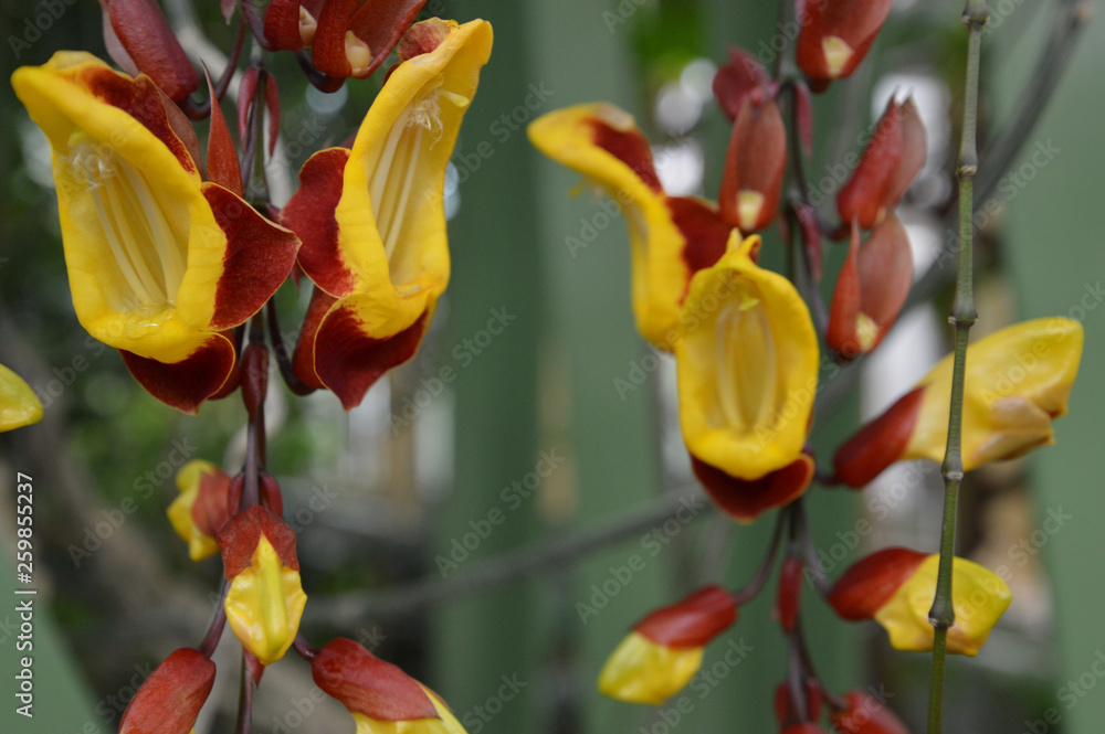 hanging red an yellow flower in the hortus botanicus of Leiden The ...