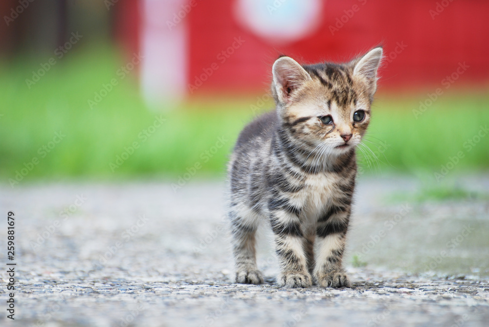 Kleine traurige Katze mit einem schielenden Auge schaut der Mutterkatze ...