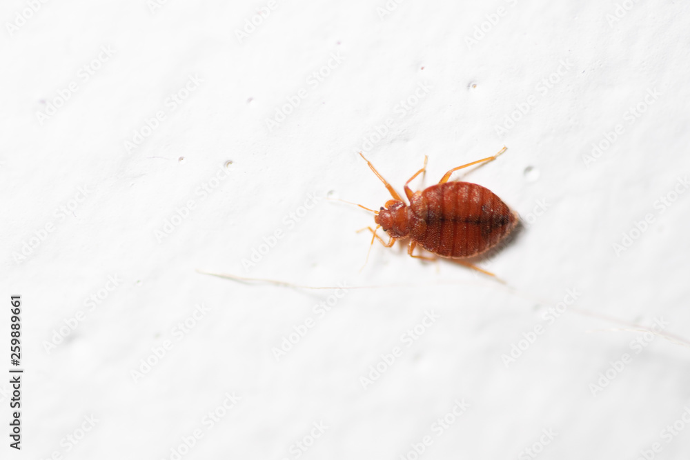 bed bug on white background Stock Photo | Adobe Stock