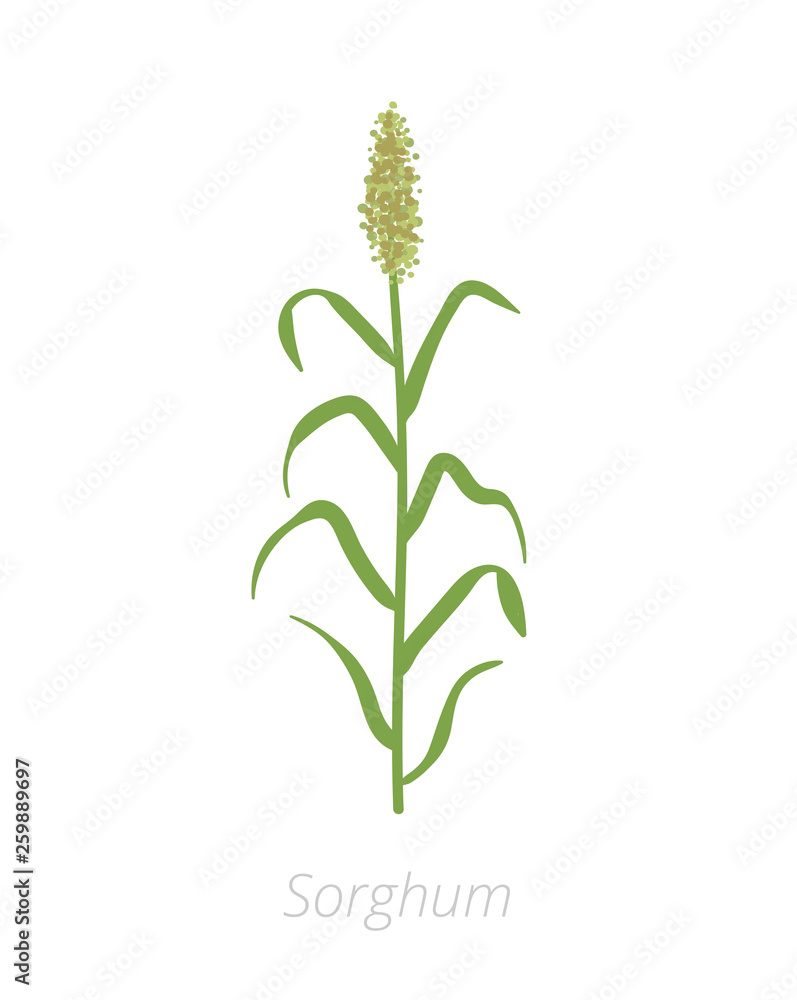 Sorghum planting. Harvest growth grain Sorghum. Agriculture cultivated ...