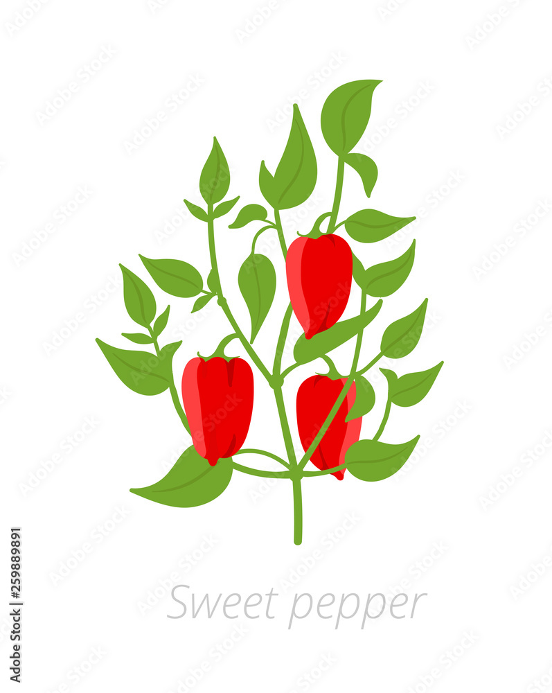 Bell pepper plant. Vector illustration. Capsicum annuum. Sweet pepper ...