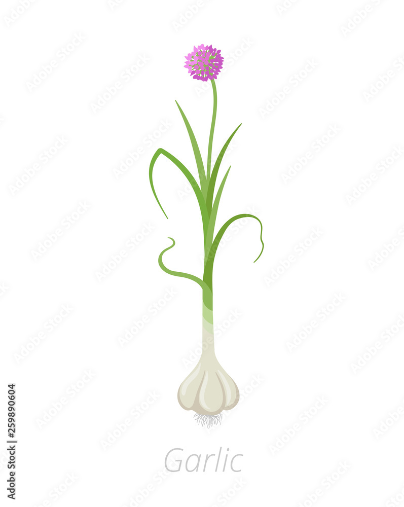 Garlic Plant Illustration