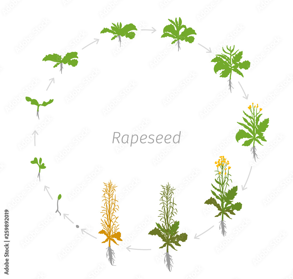 Circular life cycle of Rapeseed Brassica napus oilseed rape Round ...