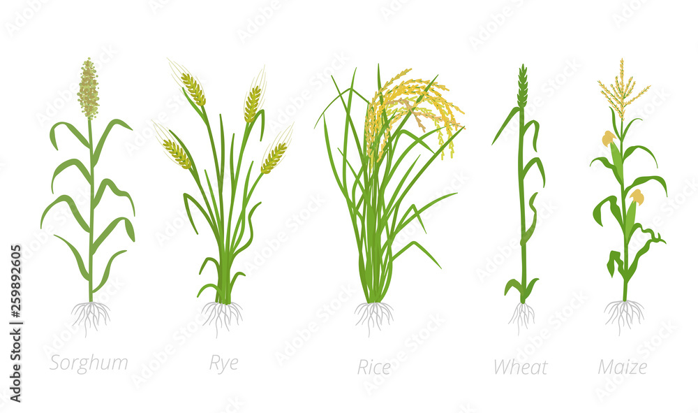 GitHub - Junior-Research-Lab-IA/24_JRL_MAIZE_VS_SORHGHO